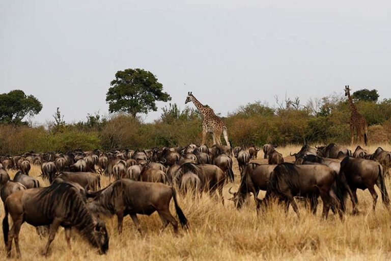 TOP 10 TOURIST ATTRACTIONS IN KENYA | AFRICA